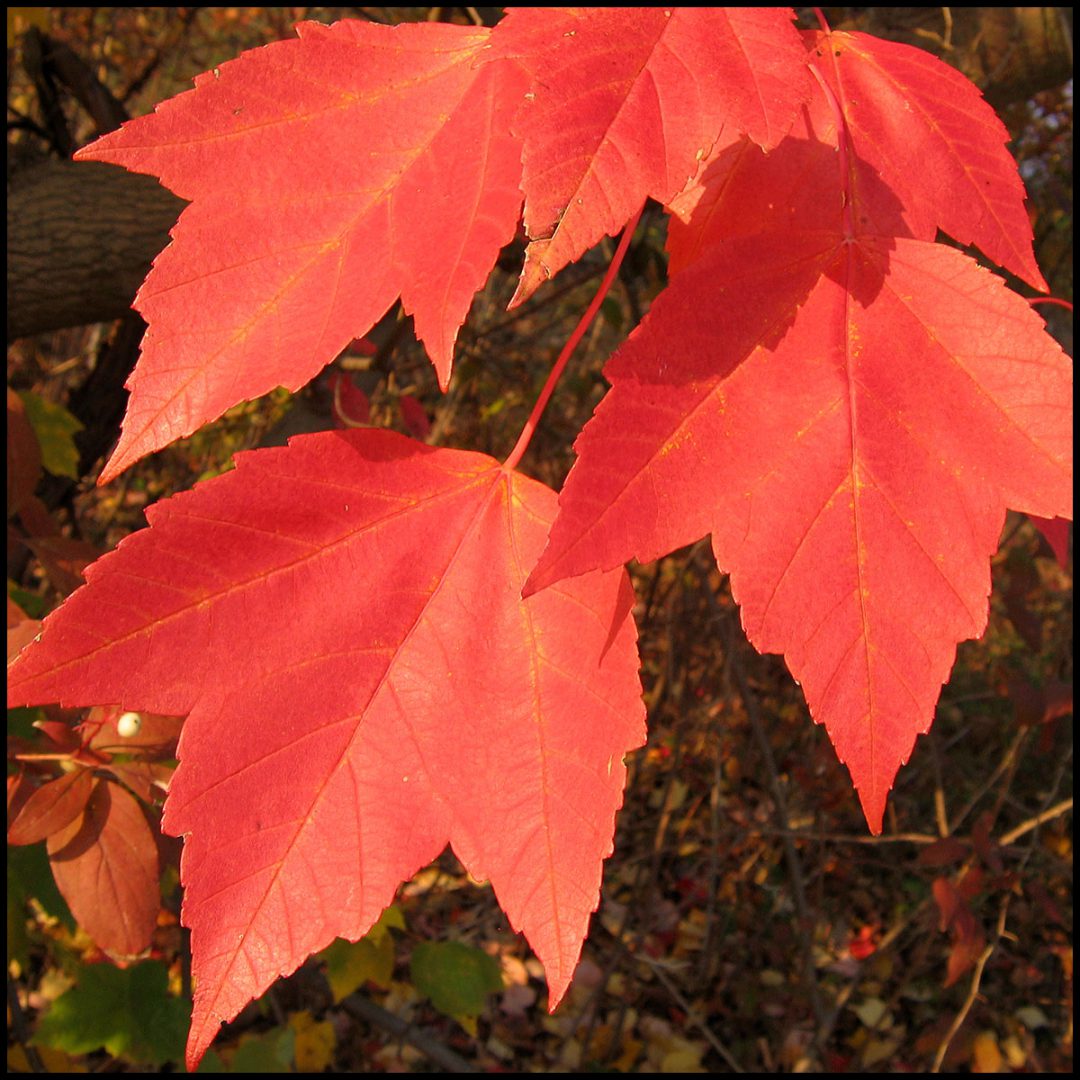 September: Autumn Begins | FCIT