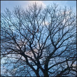 December: Winter Begins | FCIT